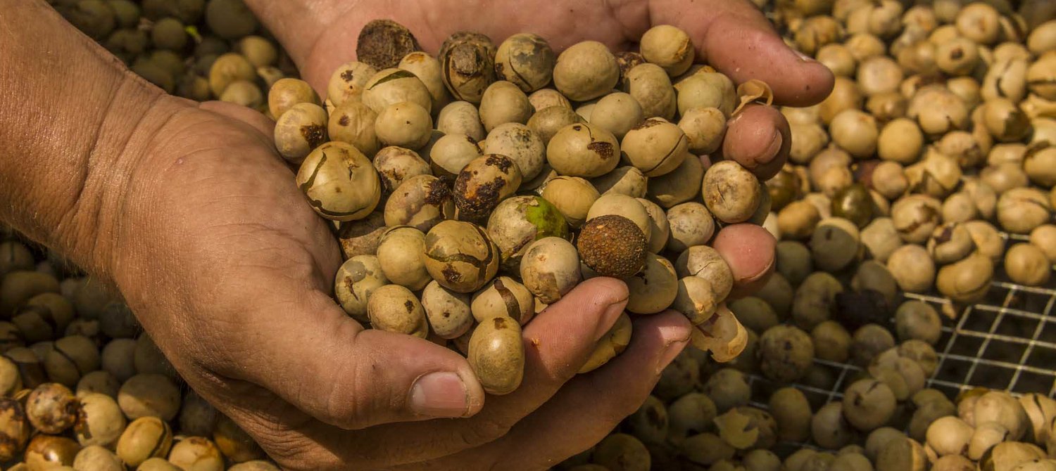 How a Rainforest Superfood is Helping Support Forest Communities