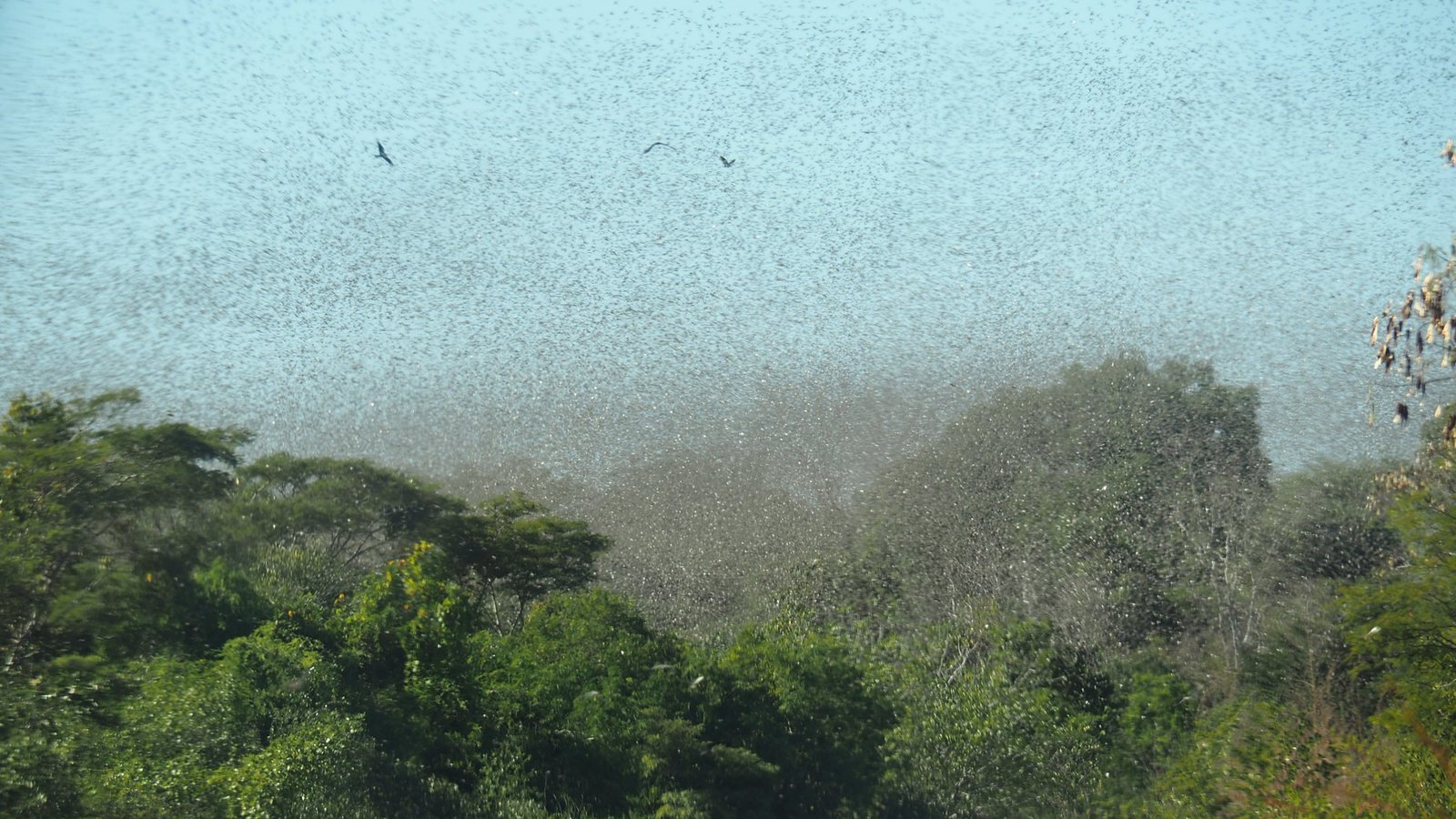 Locust Swarm Threatens Food Security in Kenya