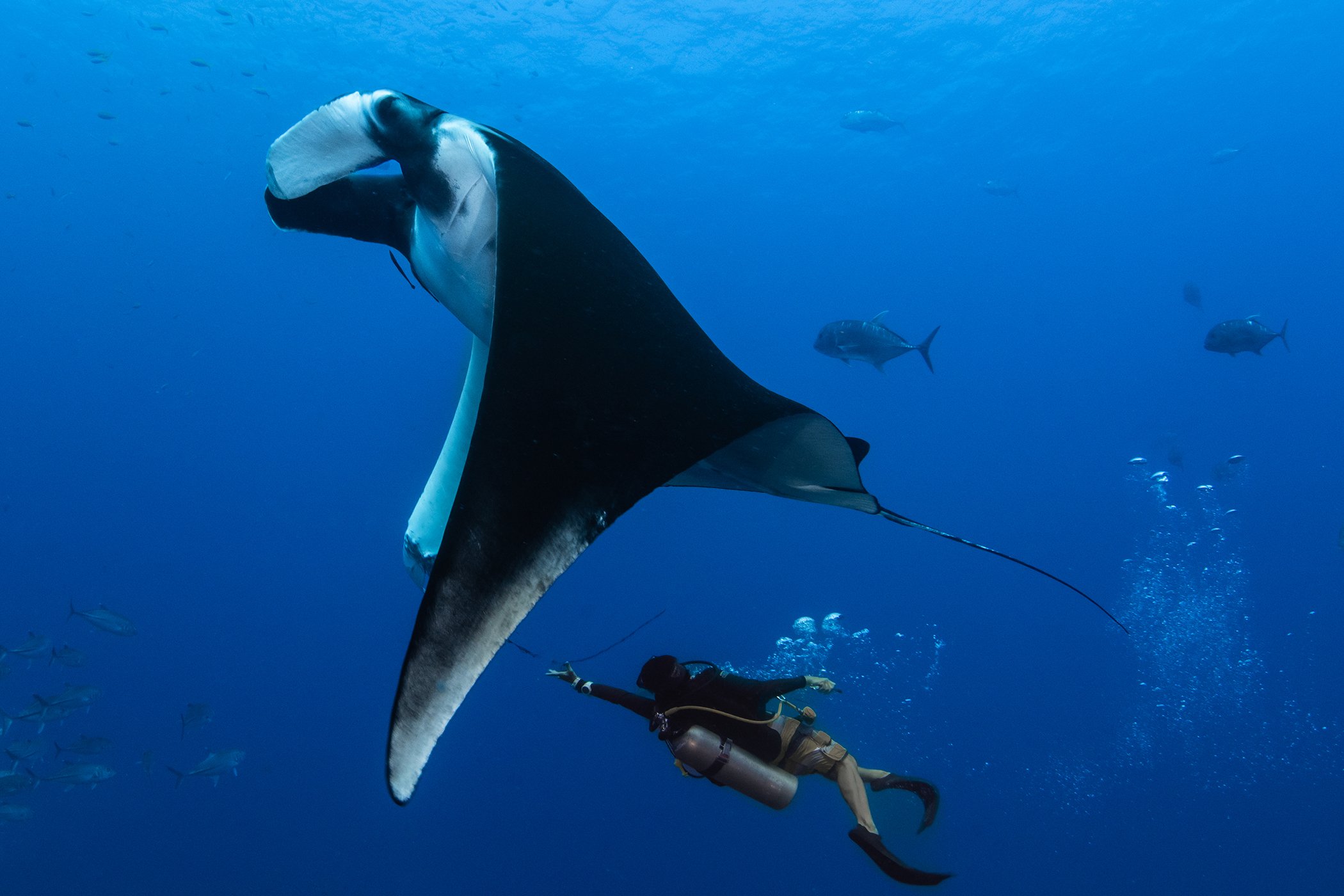 9 Winning World Oceans Day Photos That Show the Surreal Beauty of ...