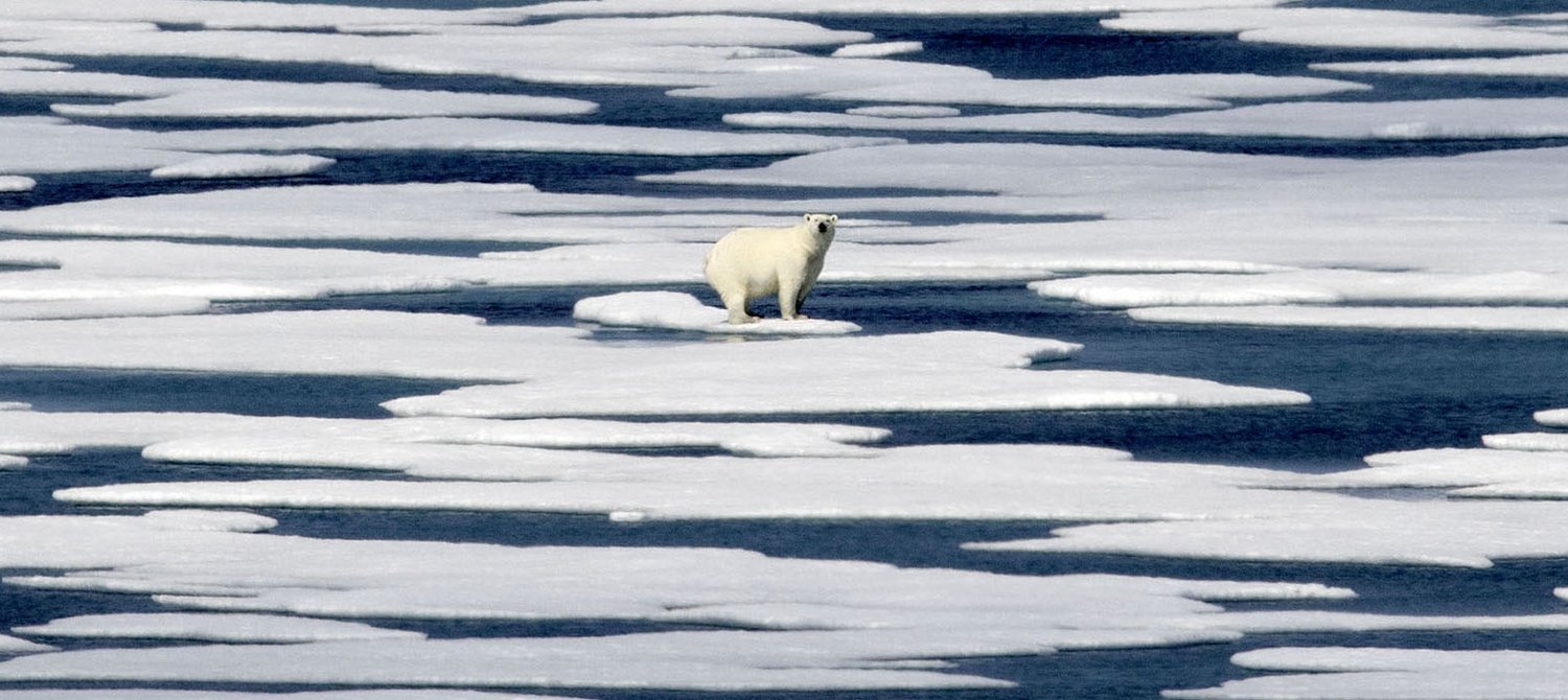 Rising Sea Temperatures Are Threatening Marine Life With Extinction ...
