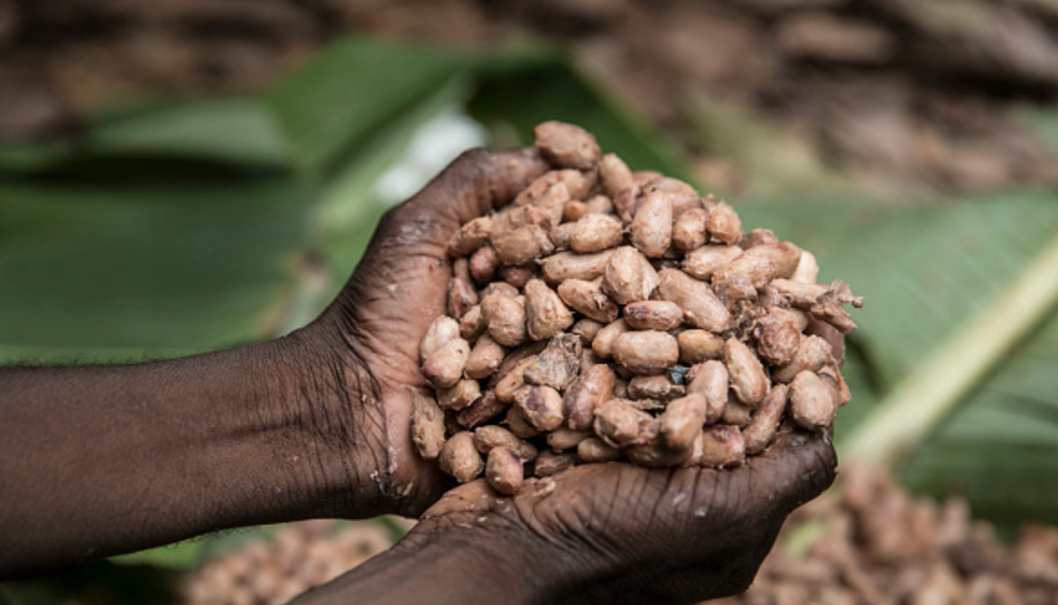 Is Your Chocolate Bar Fueling Climate Change in West Africa?