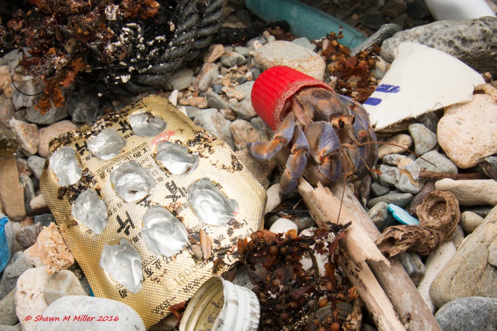 Photos Show Hermit Crabs Using Bottle Cap Trash As Shells