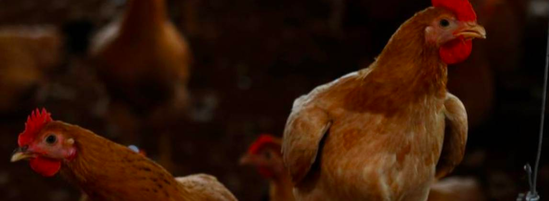 Ethiopia's Quest for the 'Perfect Chicken' Could Help Beat Hunger