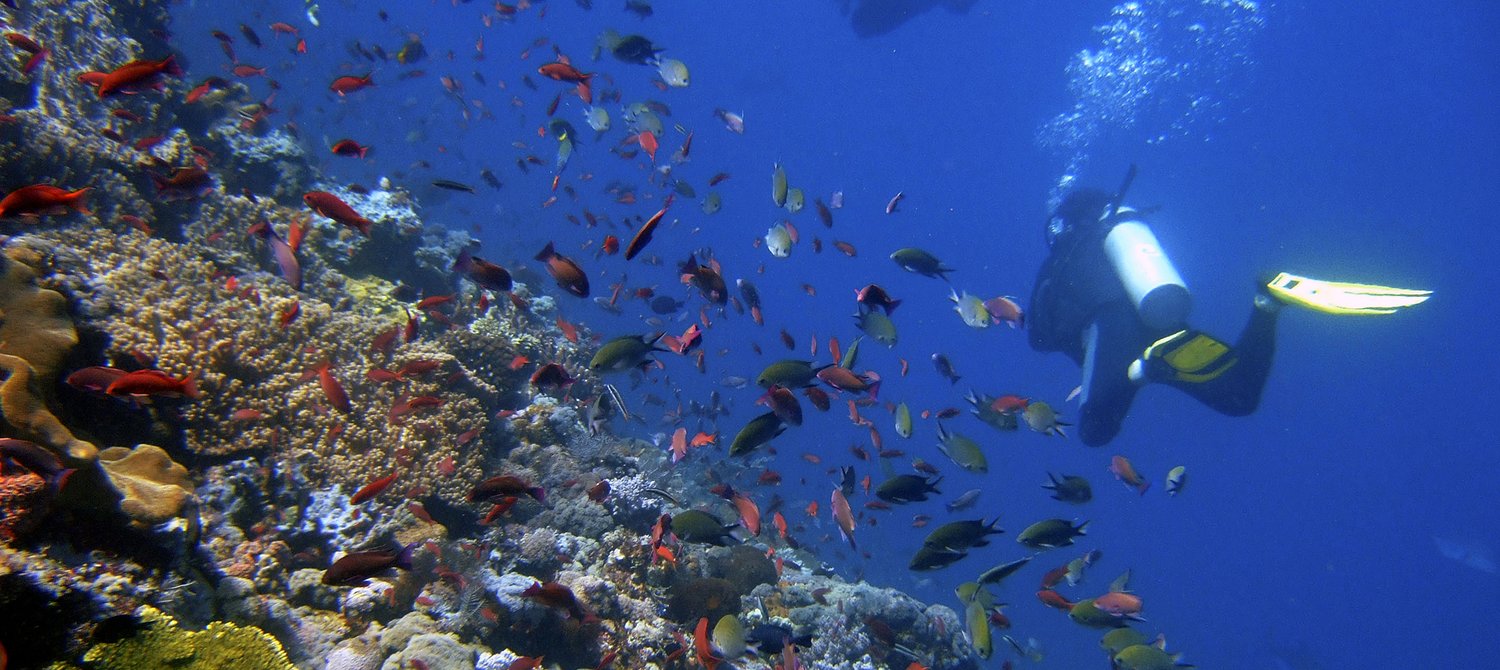 ‘Substantial’ Restoration of Ocean Life by 2050 is Possible: Report