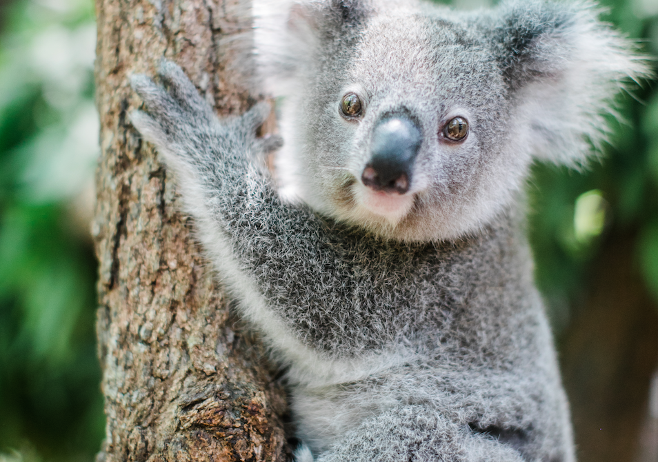 Australians Are Turning Their Backyards Into Koala Sanctuaries