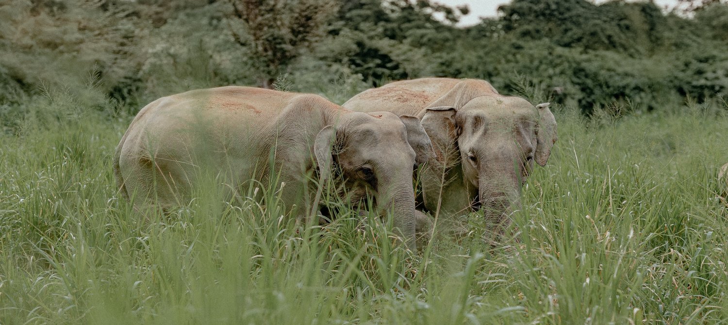 20 Elephants Have Died After Mistaking Plastic for Food in Single Sri ...