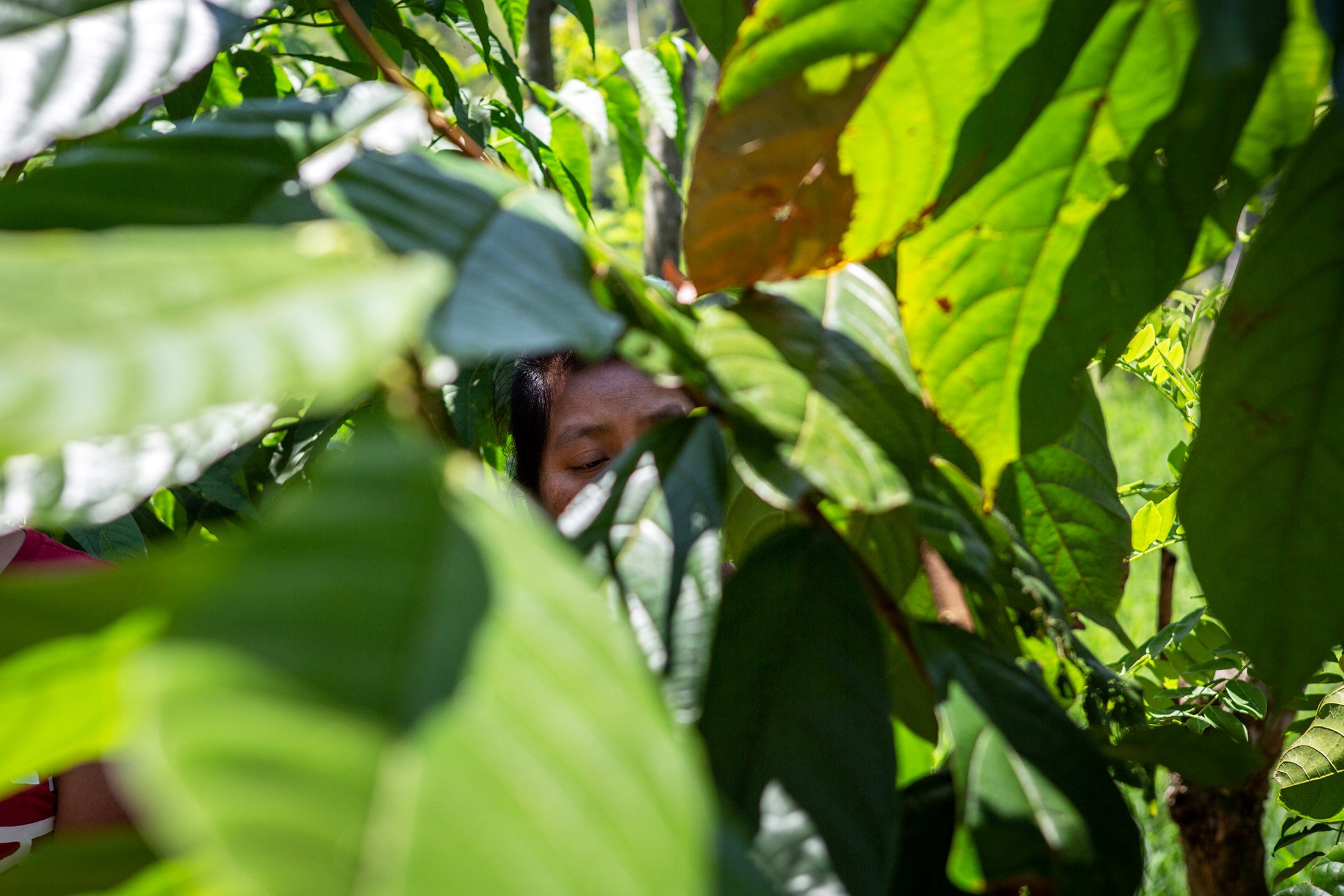 Farmers on the Front Lines: Mexico’s Cacao Crops Are Recovering Thanks ...