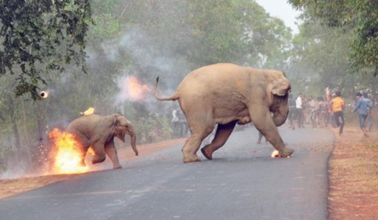 This Shocking Photo of Elephants on Fire Ignited a Land Debate in India