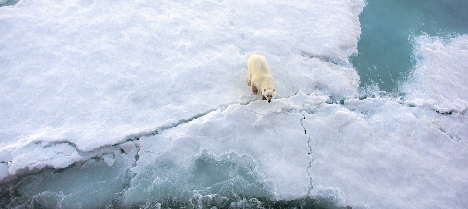 The Plight of Polar Bears Shows Us the Dangers of Climate Change