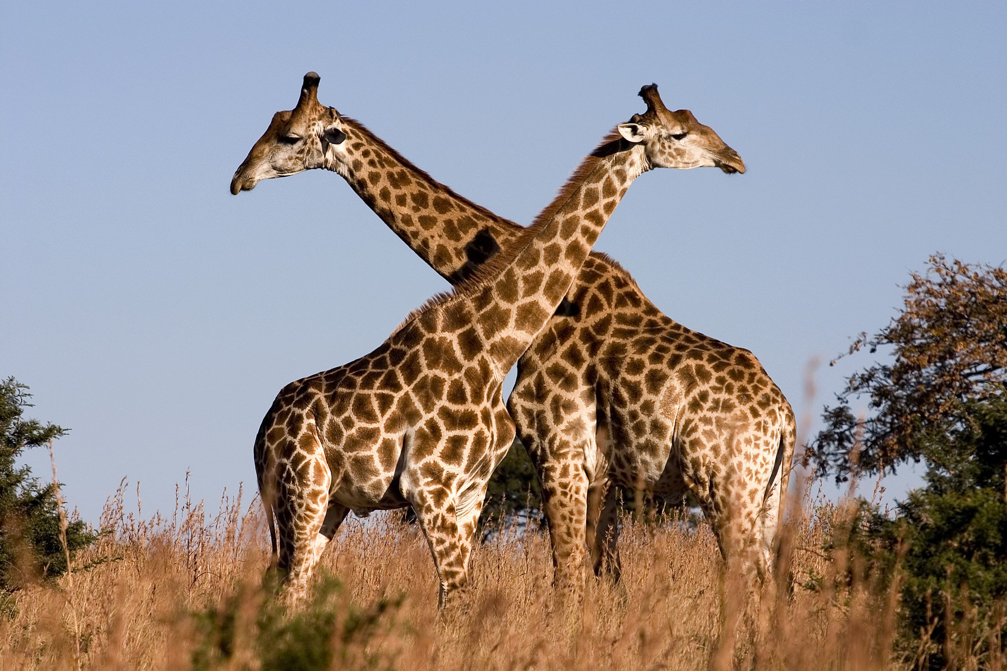 How We Can Save Giraffes From the Risk of Extinction