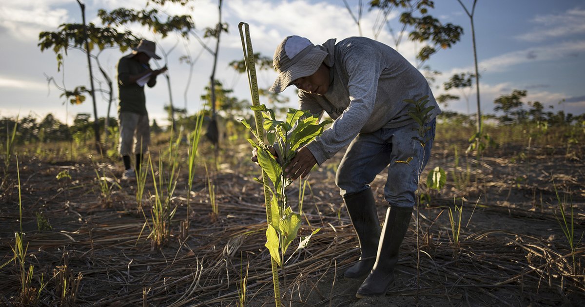 Carbon Offsetting: What You Need to Know and How You Can Get Involved