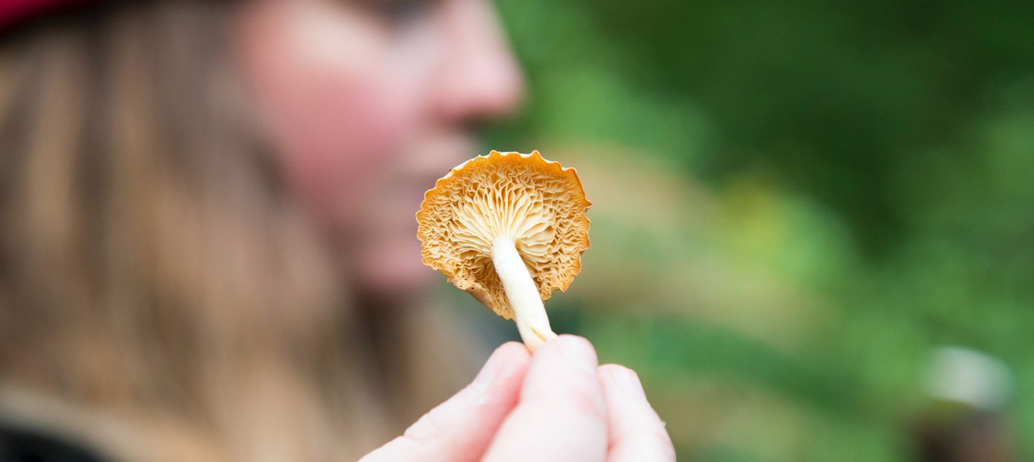 8 Foragers You Should Follow to Learn How to Eat More Sustainably