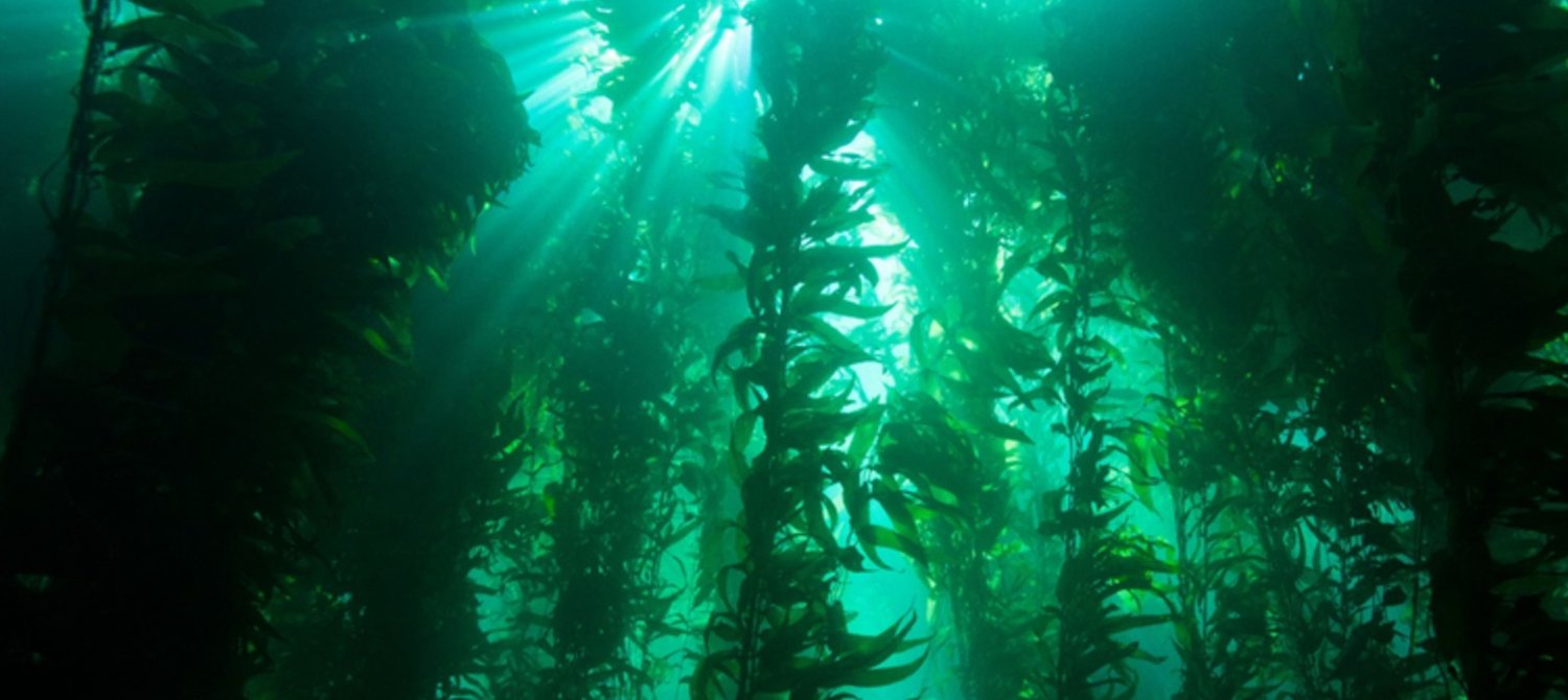 What Is 'Rewilding' and How Can It Help Restore Our Planet's Biodiversity?