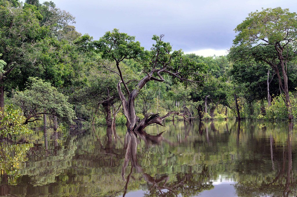 Deforestation in the Amazon Rainforest Rose by 88% in June