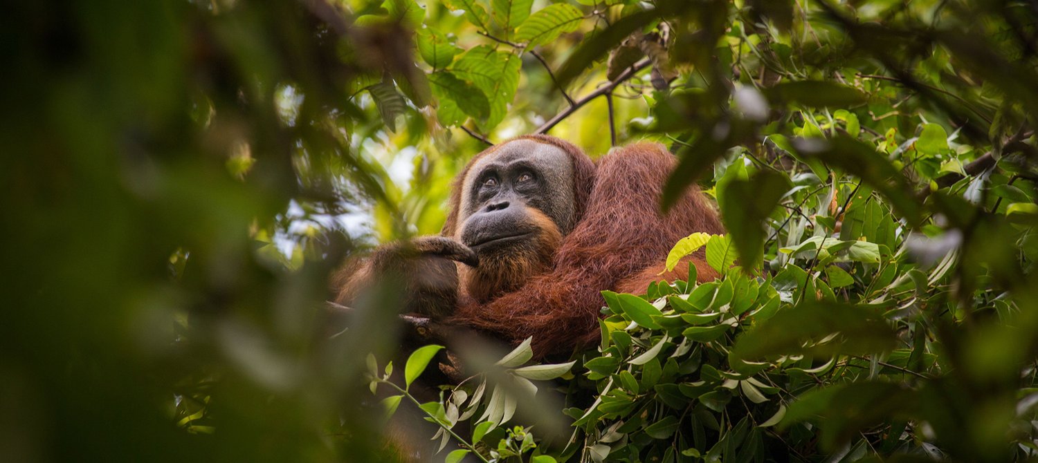6 Moments From 'Our Planet' That Show the Need for Climate Action