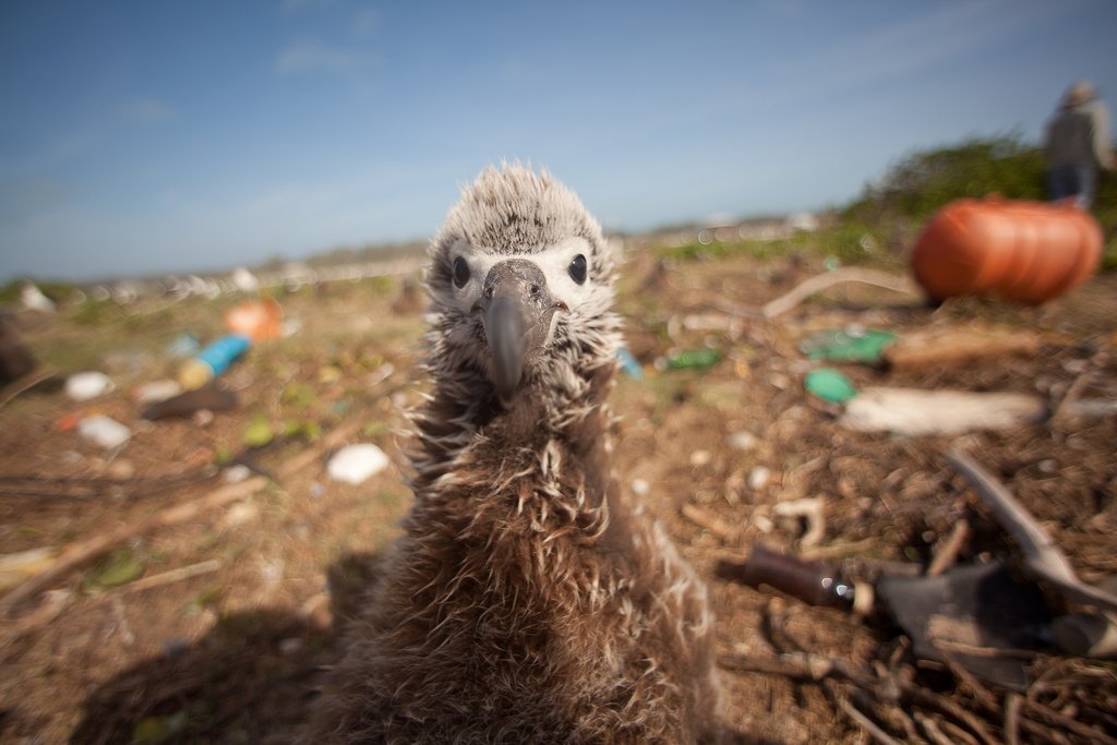 Shocking Photos Show Extent of Plastic Pollution in Caribbean