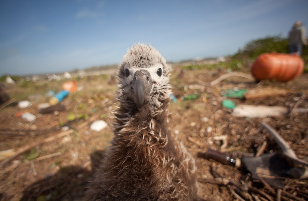 Plastic Chemicals Can Build Up in Seabirds' Bodies, Study Finds