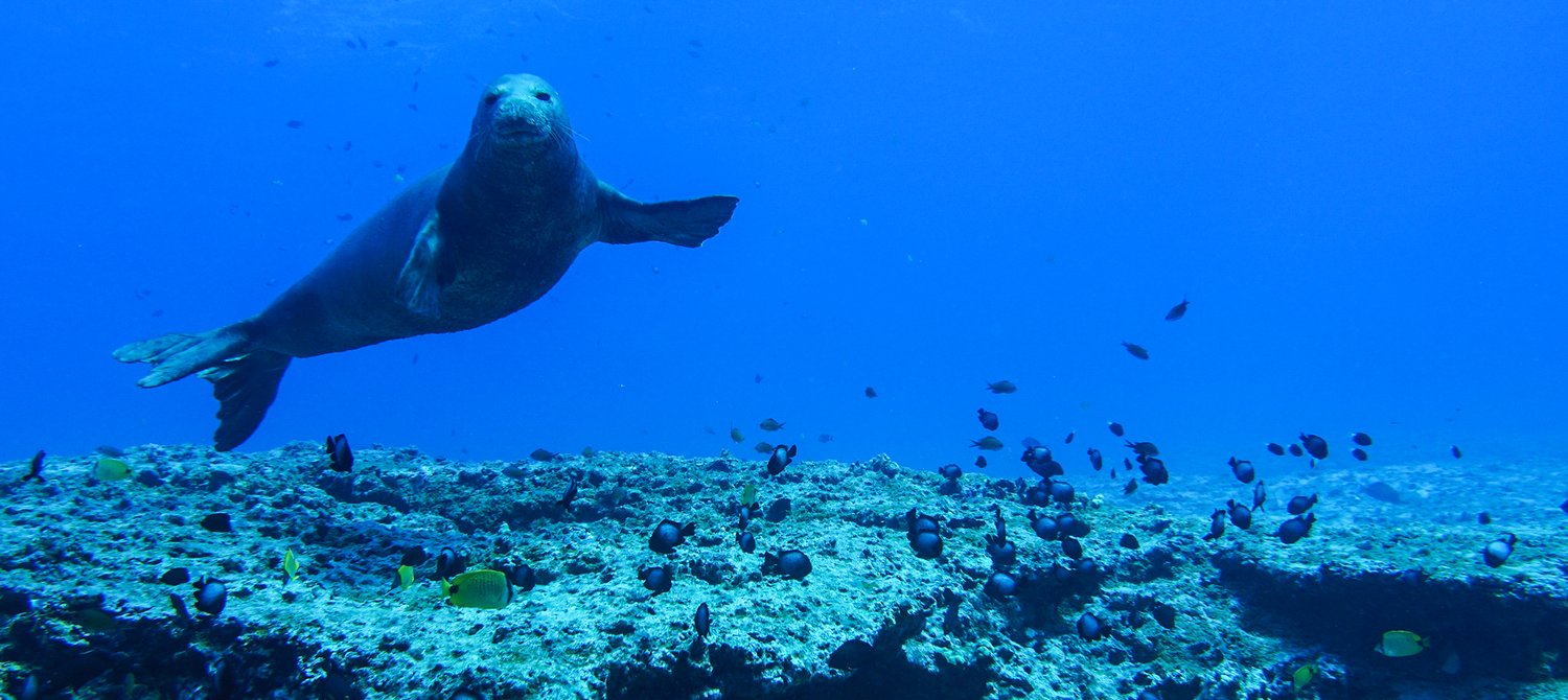 7 Eye-Opening Ways Climate Change Is Harming Sea Life