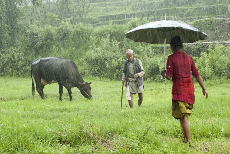 5 Good Reasons You Should Care About Cow Farts & Cow Burps