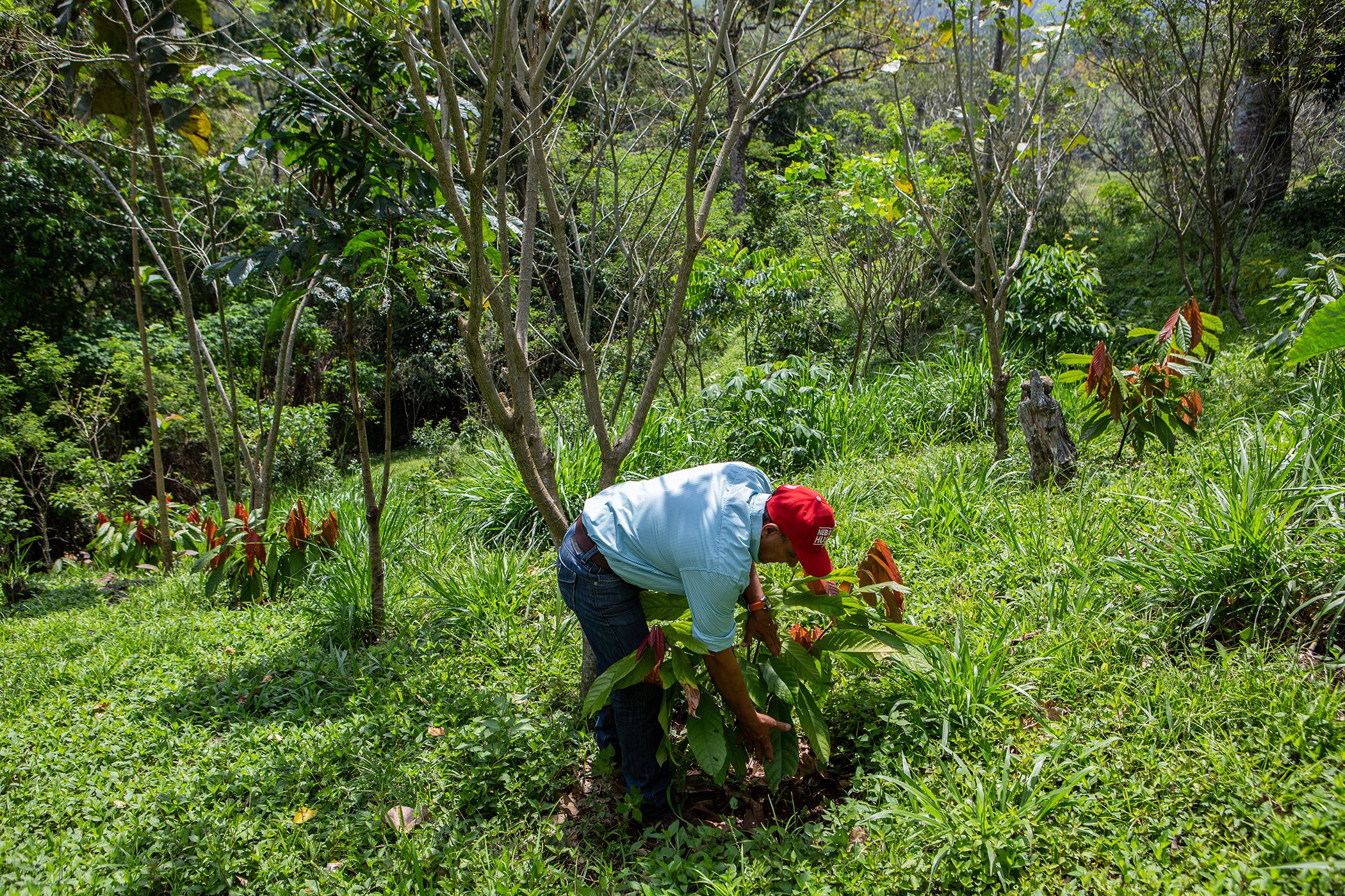 Farmers on the Front Lines: Mexico’s Cacao Crops Are Recovering Thanks ...