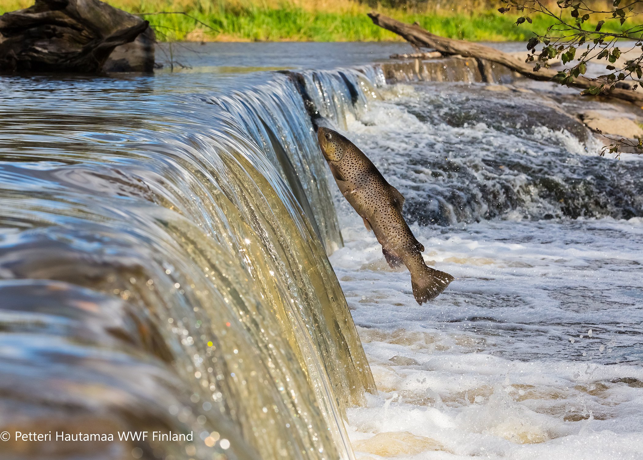 The World's Freshwater Fish Are Being Pushed to the Brink of Extinction