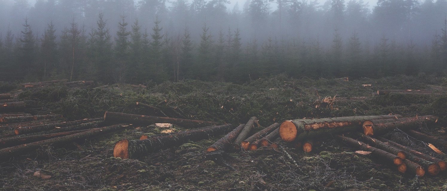 It’s simple, to solve climate change we must save our forests