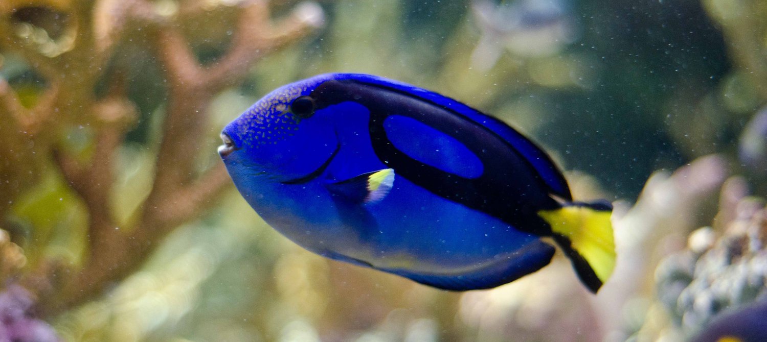 Why You Shouldn't Find A Blue Tang 'Dory' Fish In Your Tank