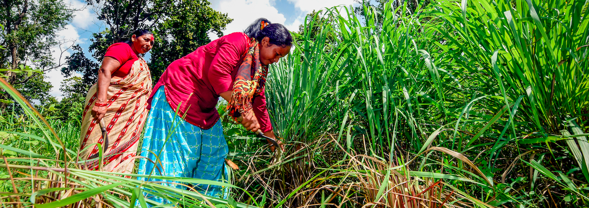 Allowing Locals to Manage Forests Can Reduce Emissions and Poverty ...