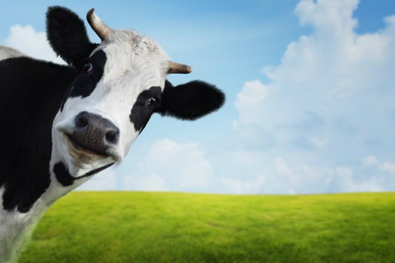 5 Good Reasons You Should Care About Cow Farts & Cow Burps